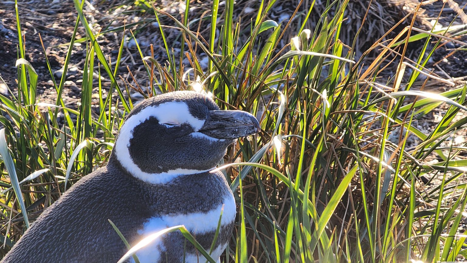 PROMO 2: Exploración Extrema de Ushuaia | Excursión Austral